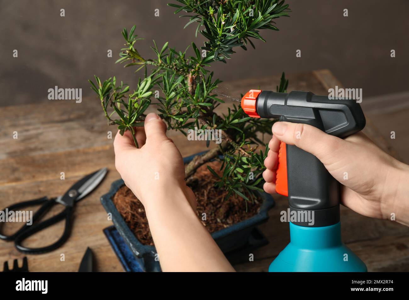 Woman spraying water on Japanese bonsai plant, closeup. Creating zen ...