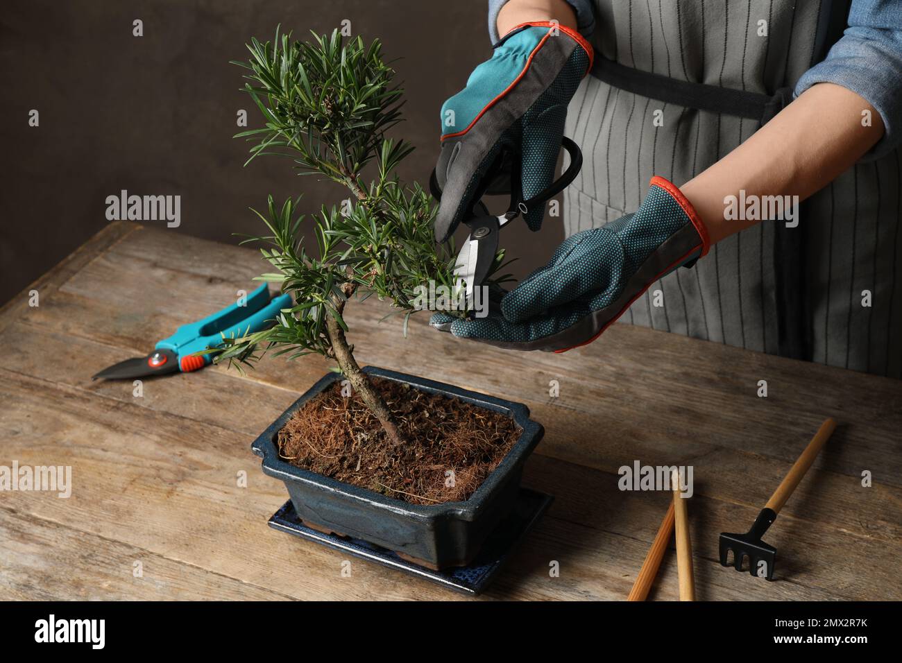 Woman trimming Japanese bonsai plant, closeup. Creating zen atmosphere ...
