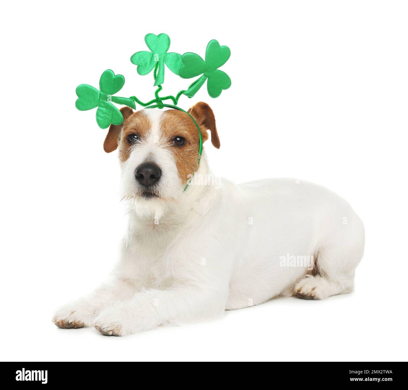 Jack Russell terrier with clover leaves headband on white background ...
