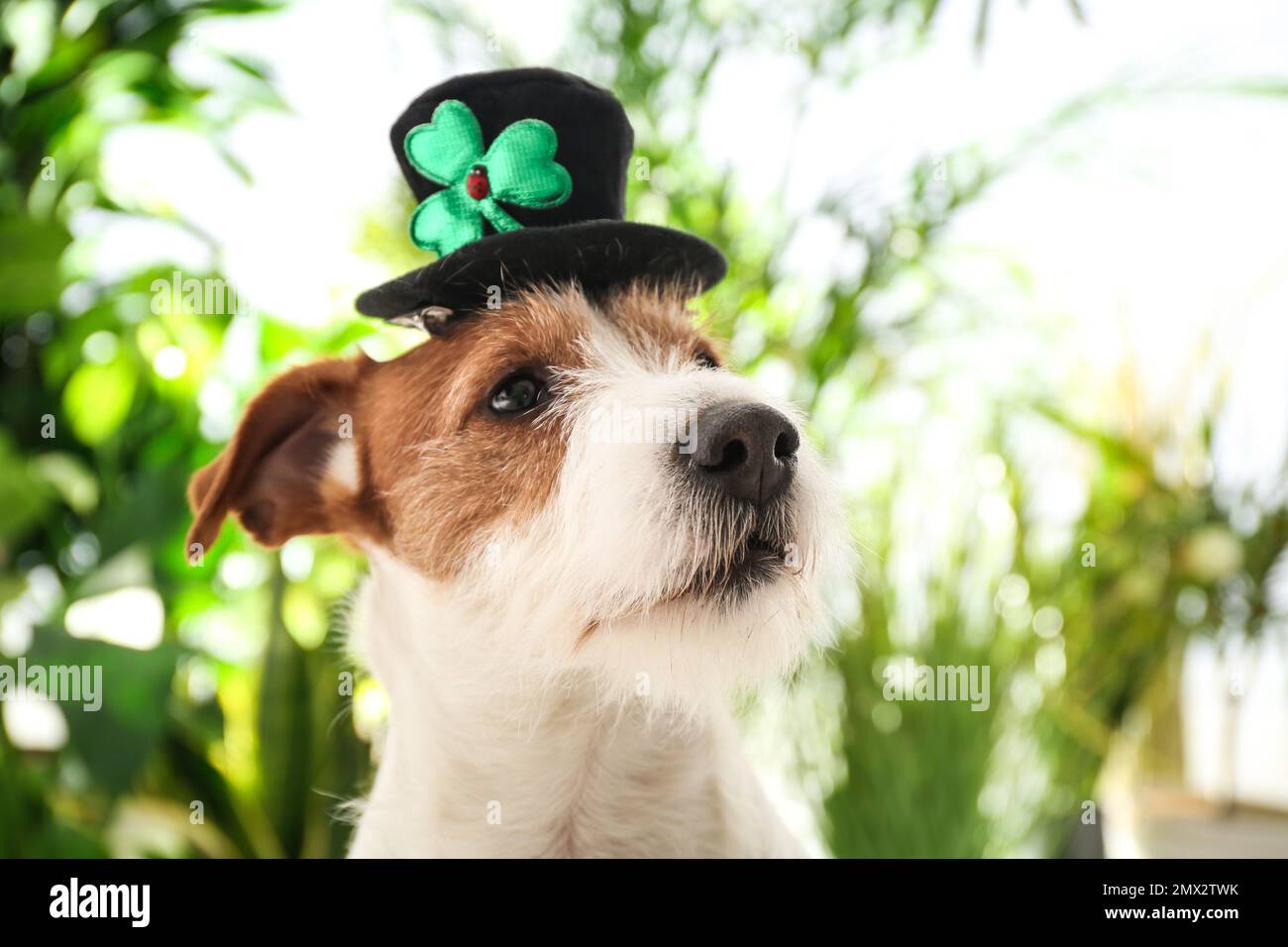 Jack Russell terrier with leprechaun hat outdoors. St. Patrick's Day ...