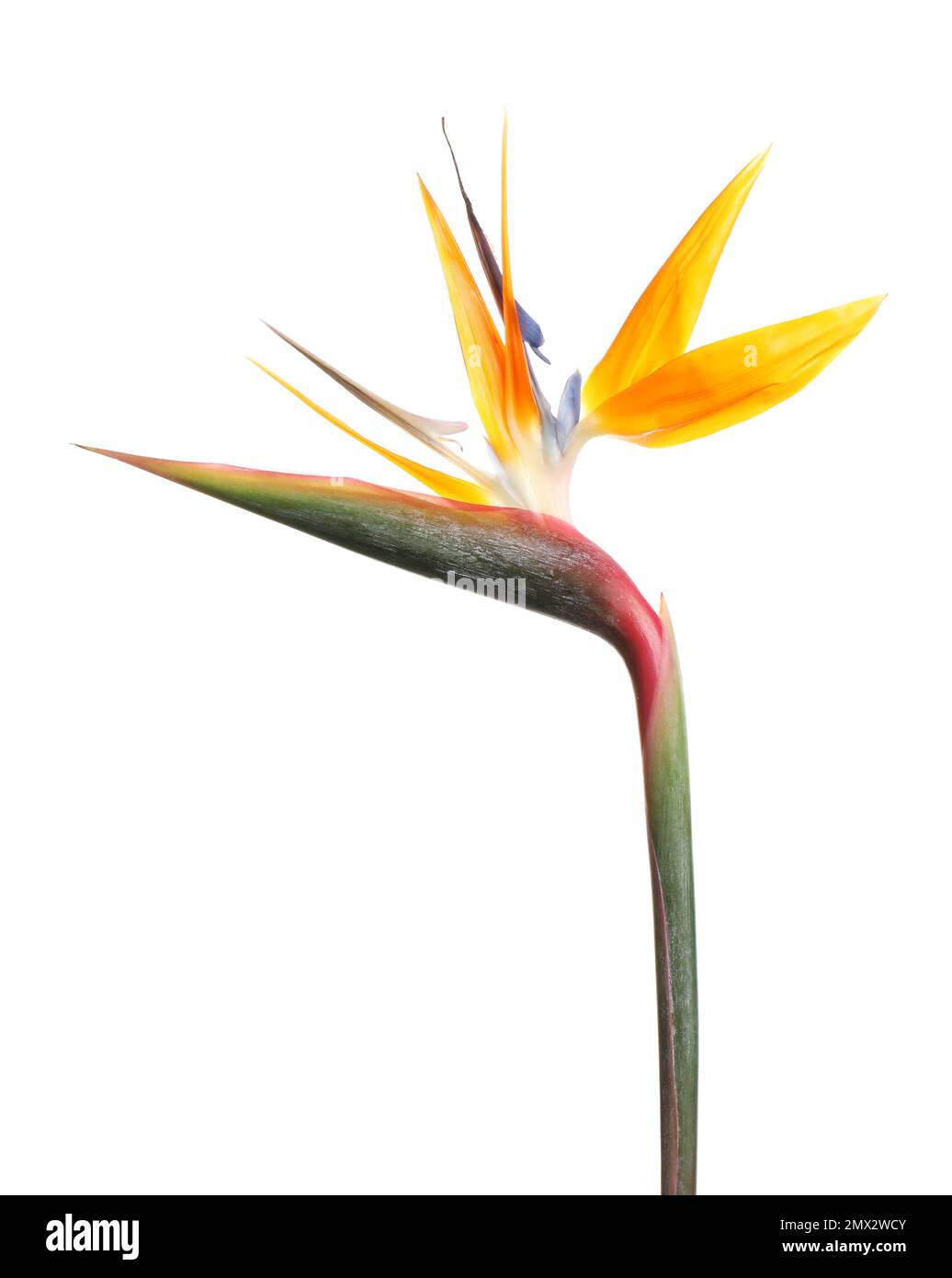 Bird of Paradise tropical flower isolated on white Stock Photo - Alamy