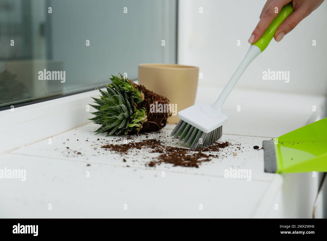 Woman sweeping away scattered soil from window sill with brush, closeup ...