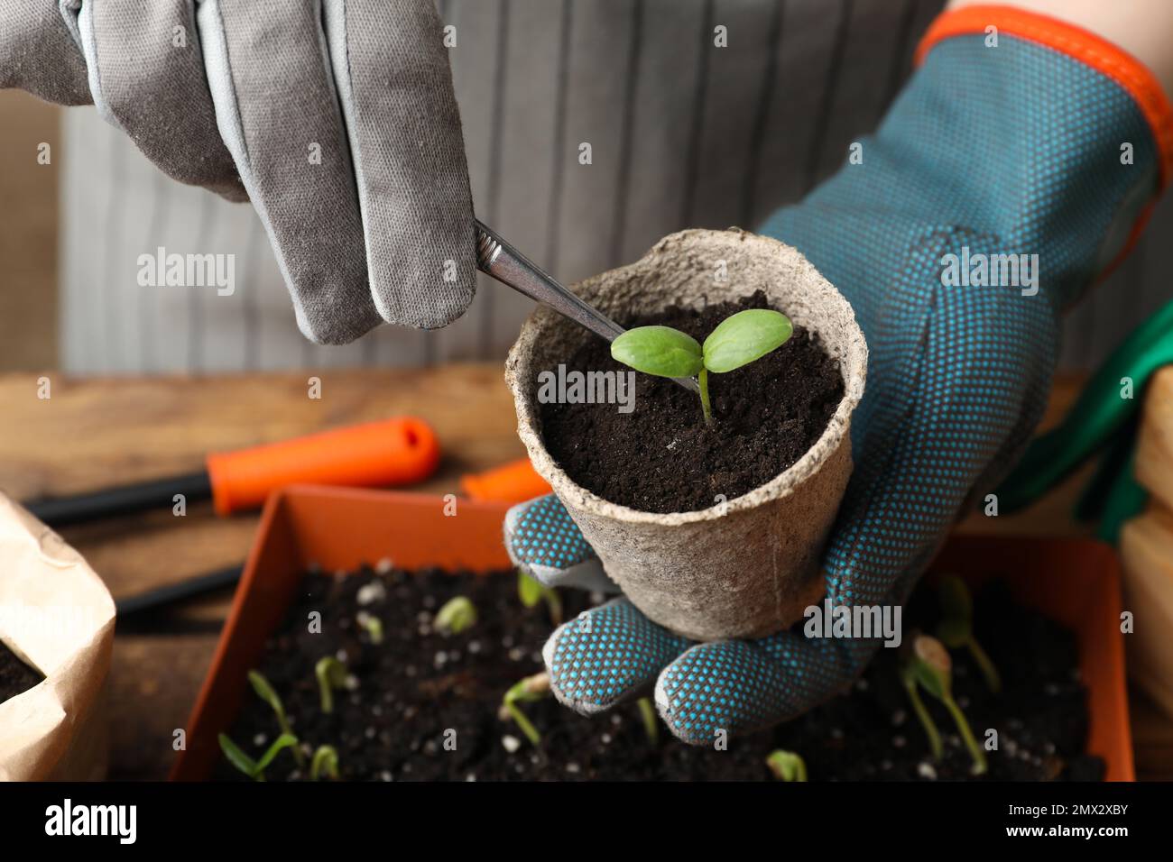 Person taking care of seedling at table, closeup Stock Photo - Alamy