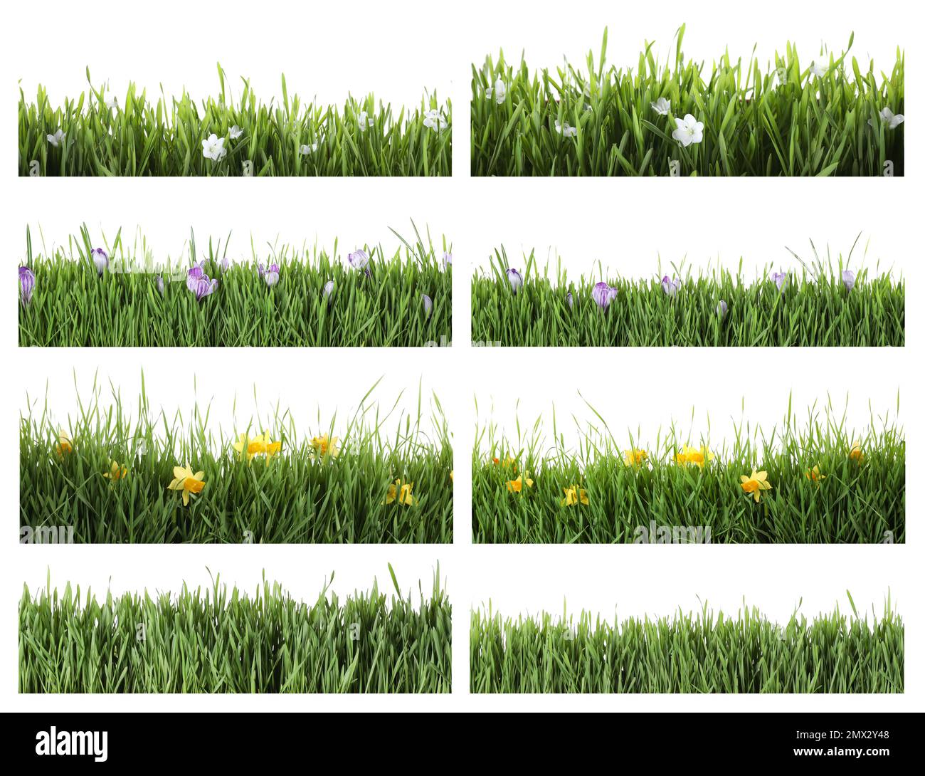 Collage of fresh green grass with flowers on white background. Spring ...