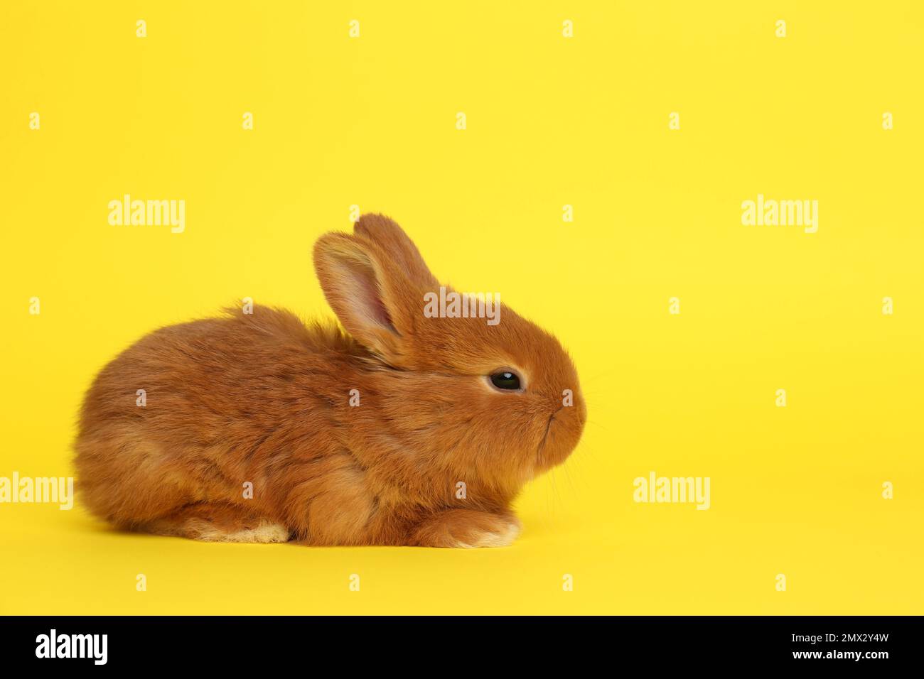 Adorable fluffy bunny on yellow background. Easter symbol Stock Photo ...