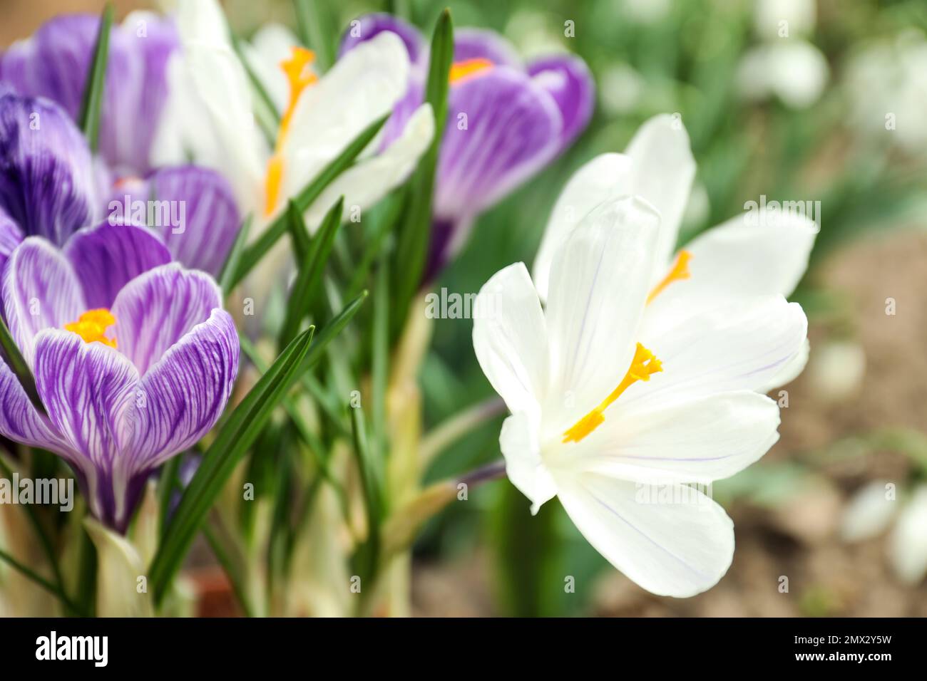 Beautiful crocuses in garden, closeup. Spring season Stock Photo - Alamy