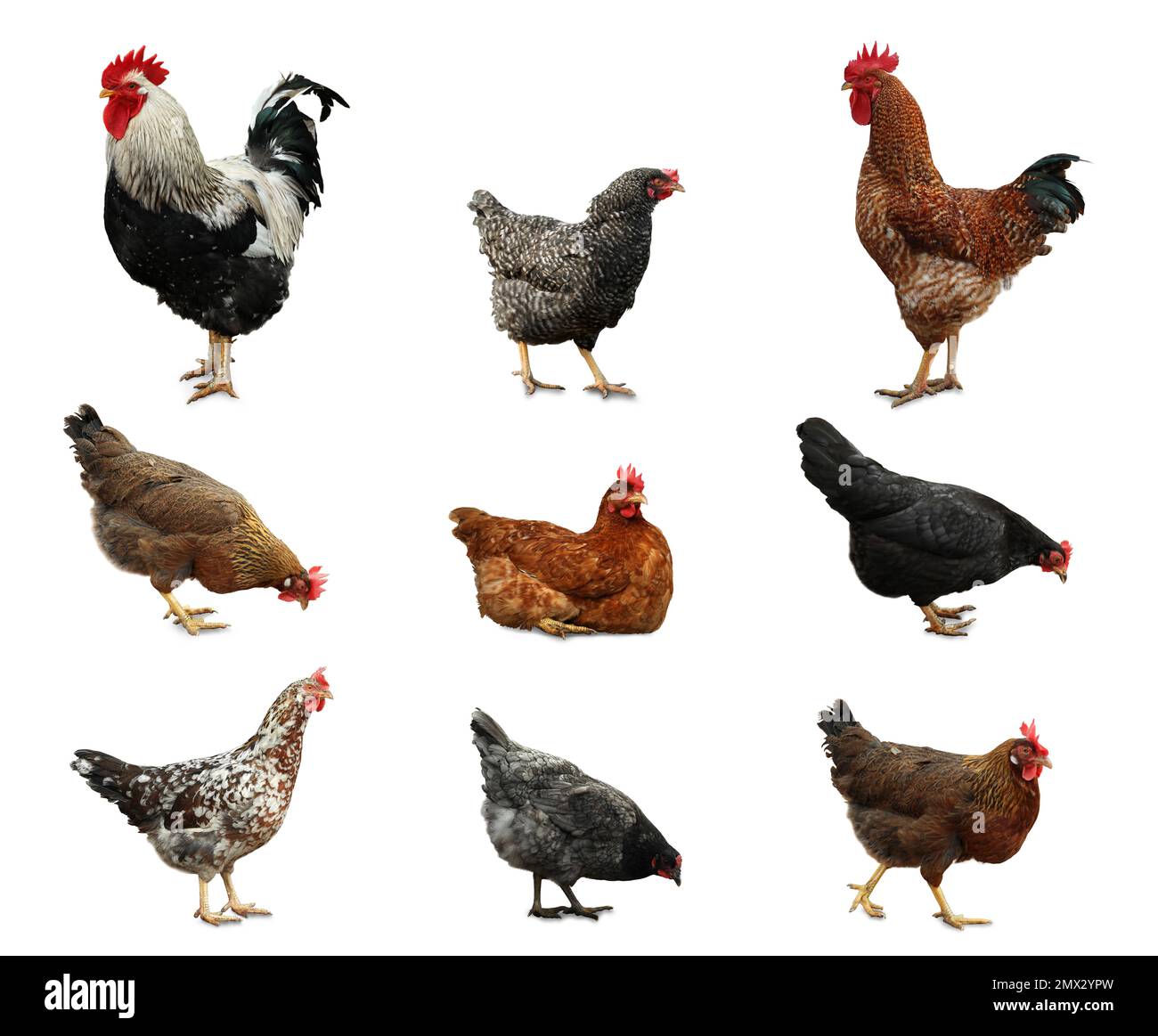 Collage with chickens and roosters on white background Stock Photo - Alamy