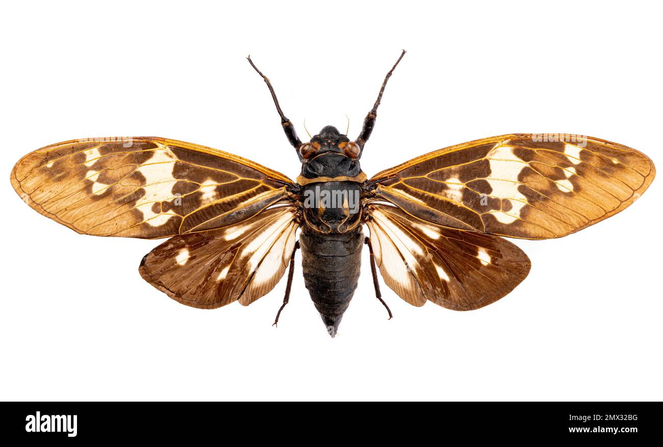Studio photo of Cicada with wings open. Macro high resolution - 45MP ...