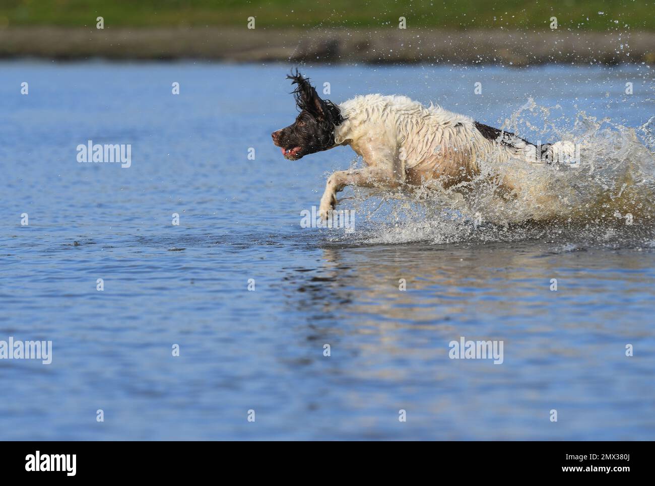 Very Active English Springer Spaniel action shots running, leaping and ...