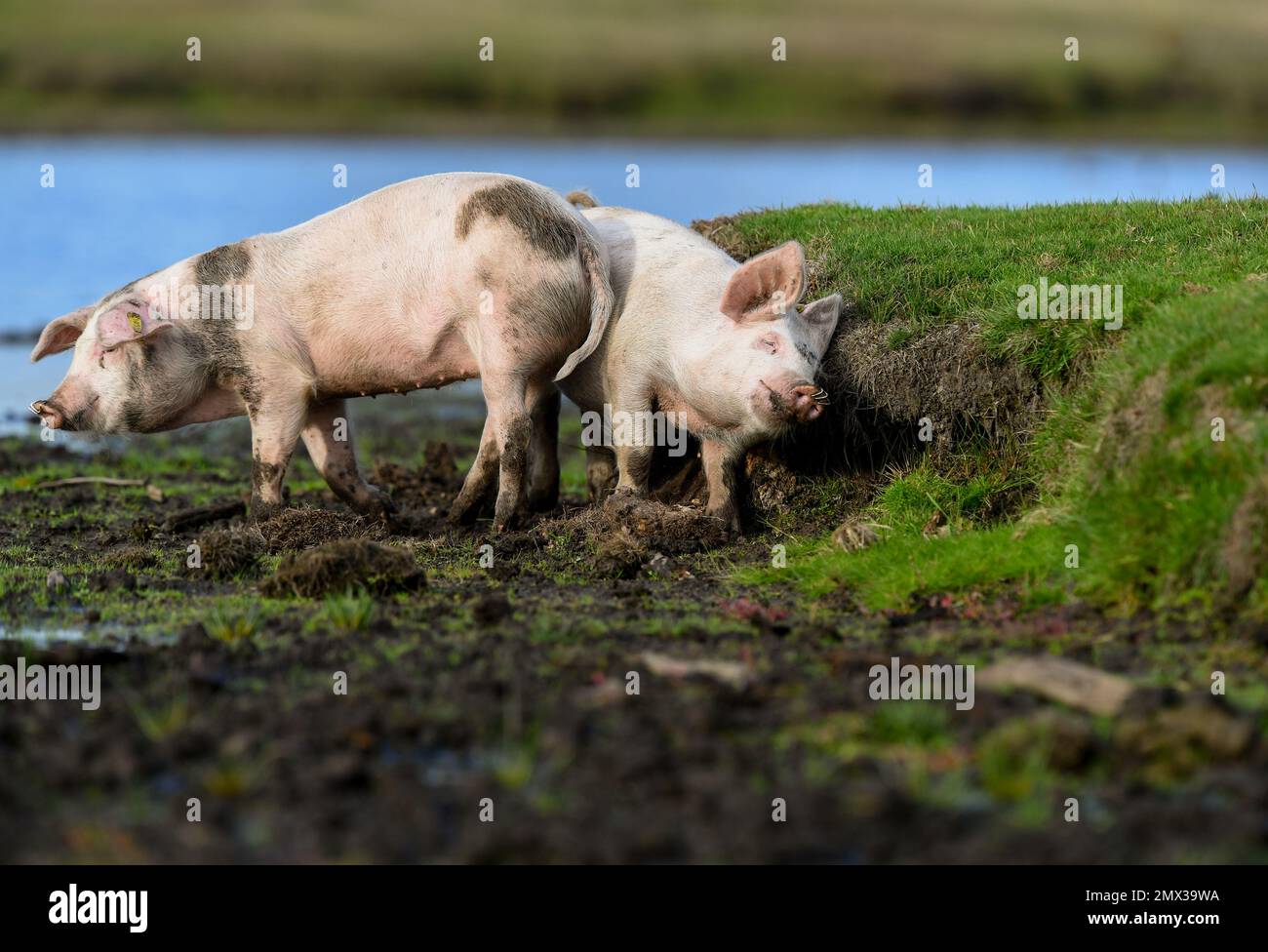 Mud baths hi-res stock photography and images - Alamy