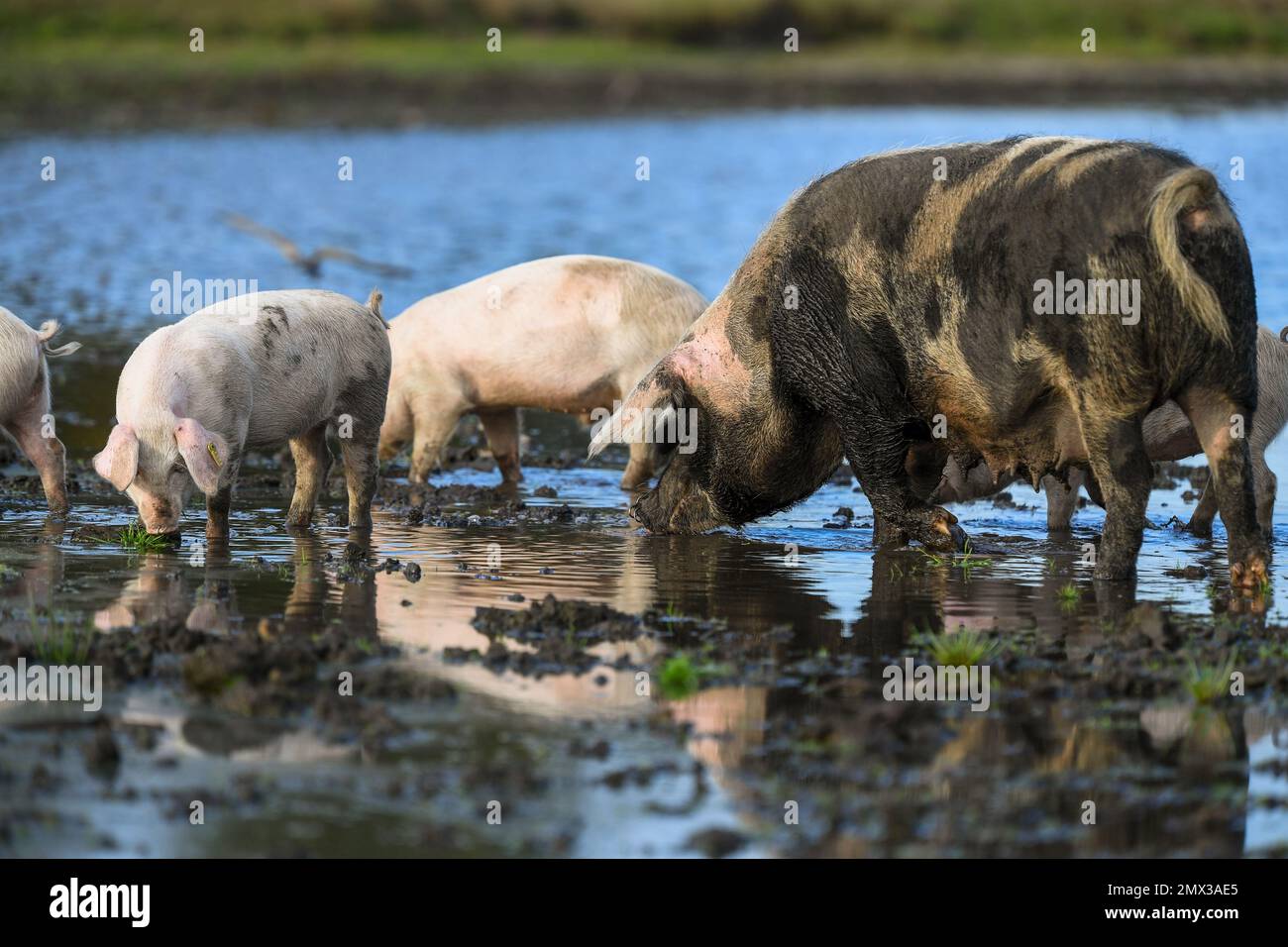 A large sow pig with her piglets drinking in the mud and water in the ...