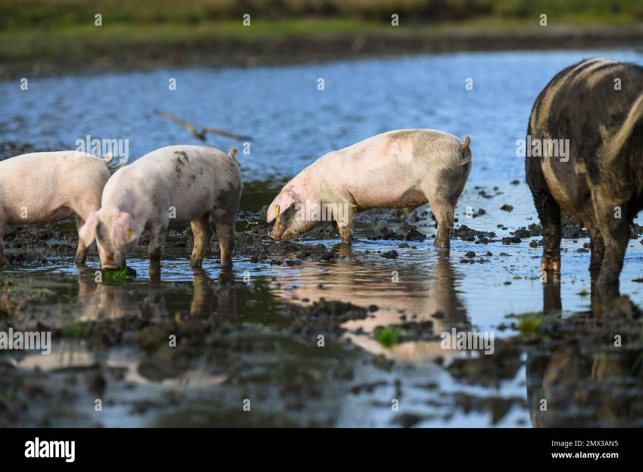 A large sow pig with her piglets drinking in the mud and water in the ...