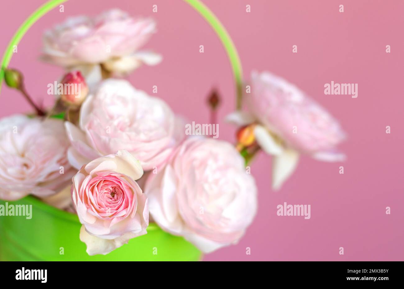 small cute rose branch bouquet flowers in woman hand or bucket Stock ...