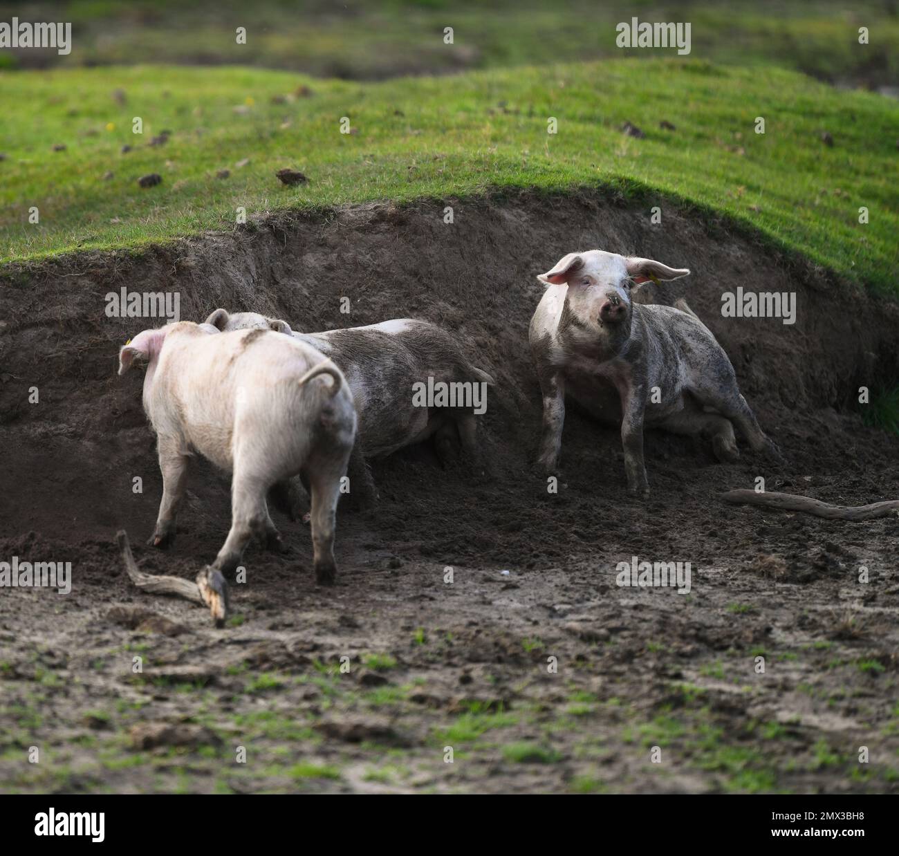 A group of piglets play and take mud baths in a mud bank during pannage ...