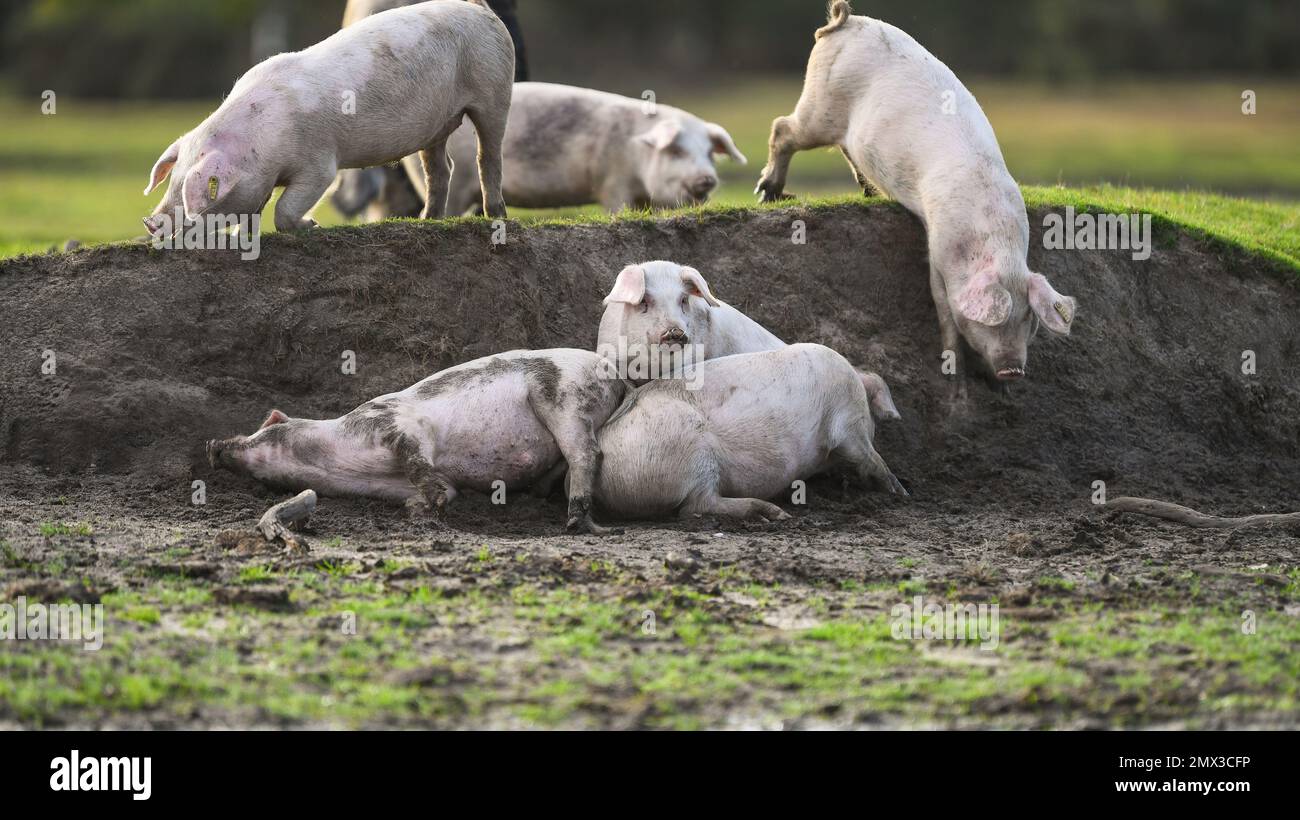 A group of piglets play and take mud baths in a mud bank during pannage ...