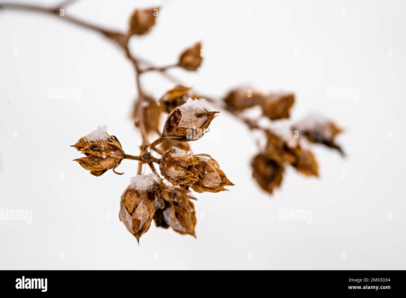 Snowy and icy hibiscus twig in winter with dried fruit on white ...