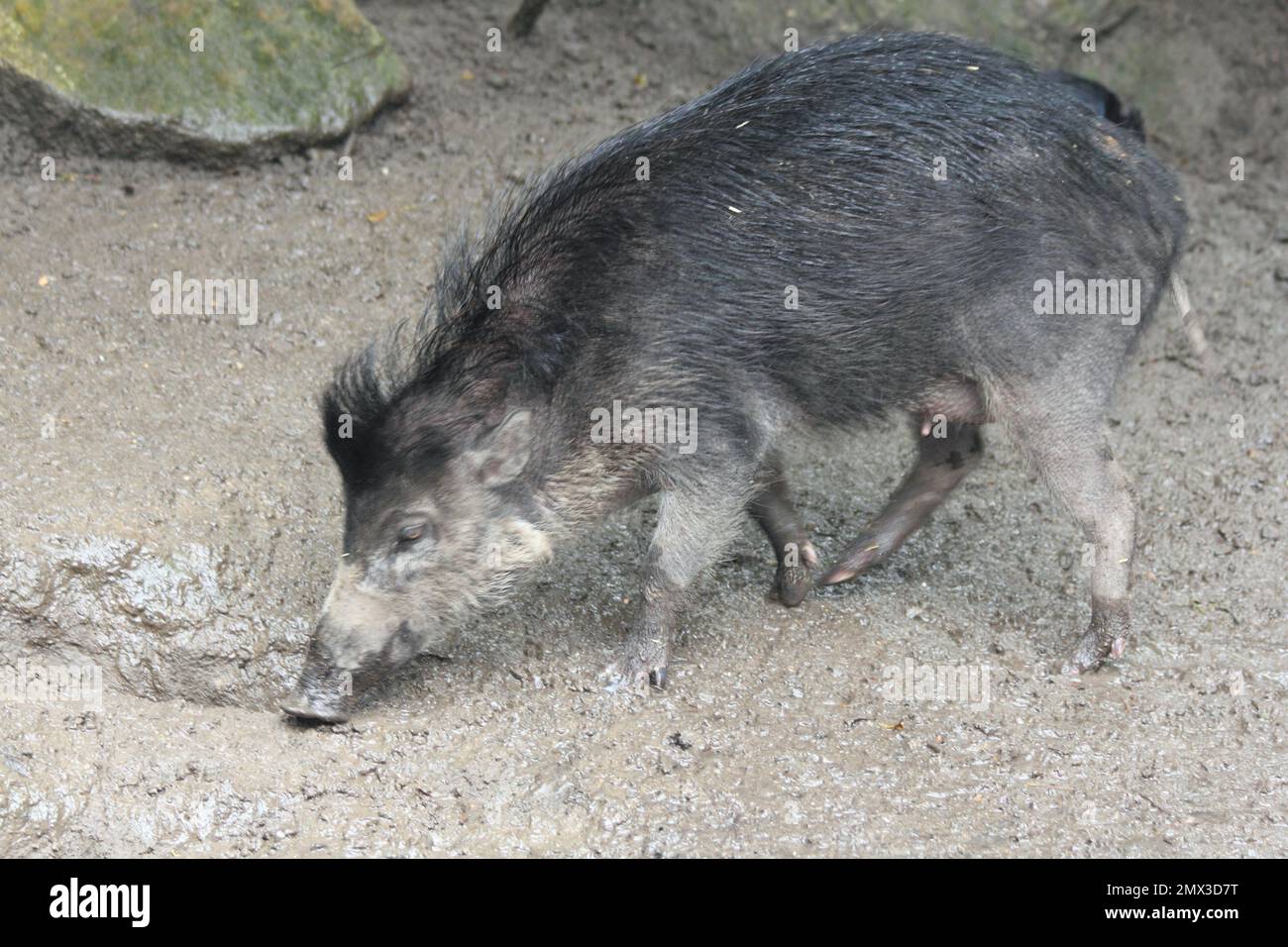 The Visayan warty pig (Sus cebifrons) is a critically endangered ...