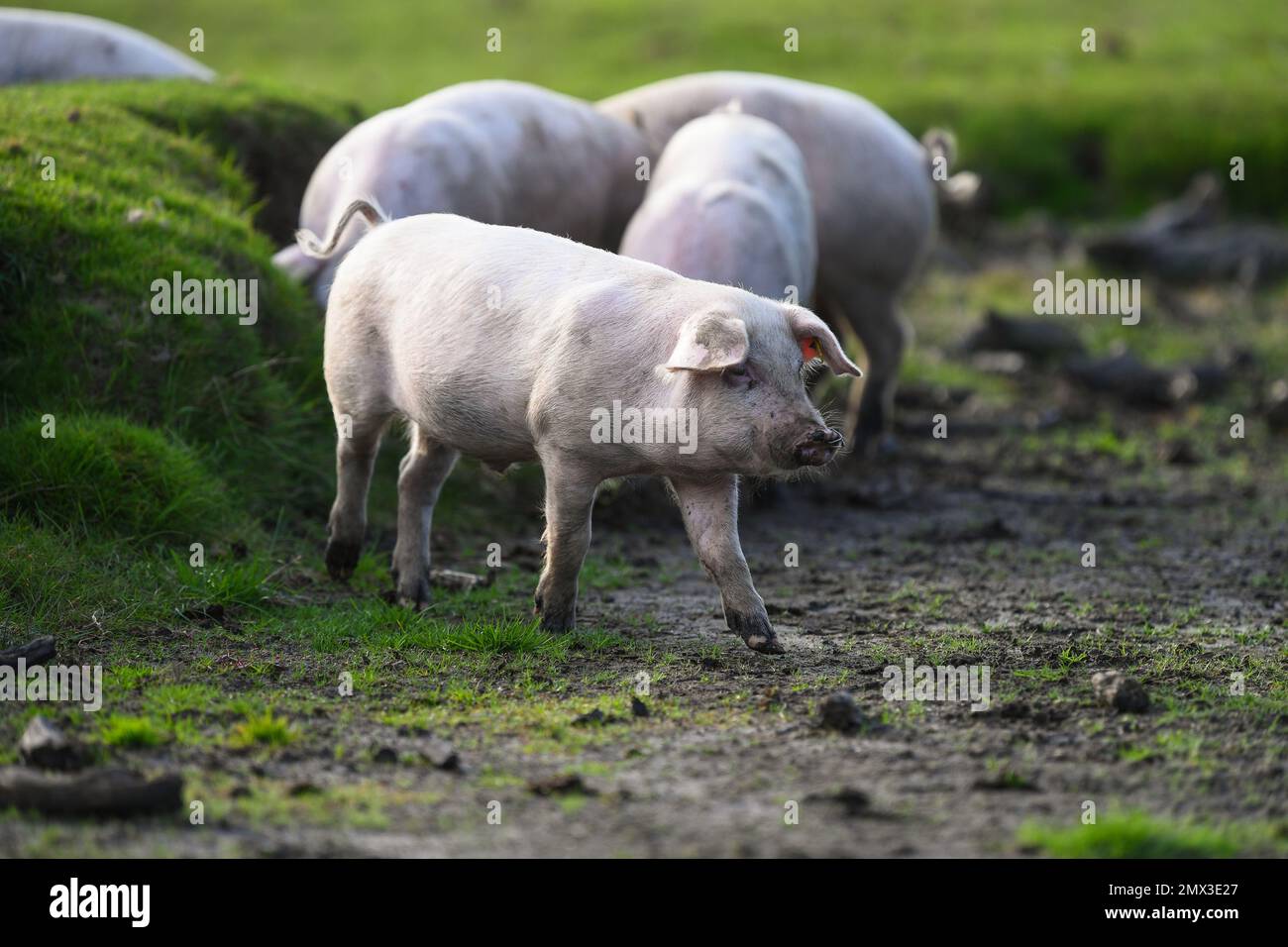 Playful piglets exploring the New Forest during pannage season Stock ...