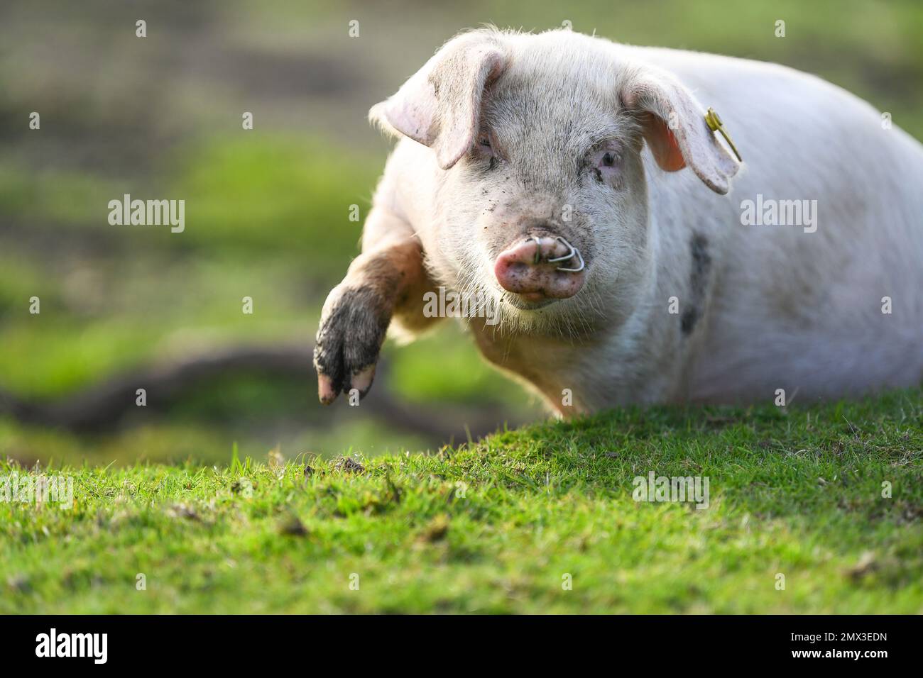 Playful piglets exploring the New Forest during pannage season Stock ...