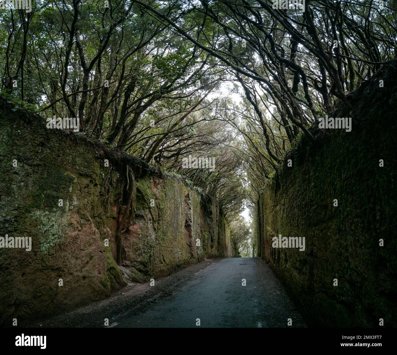 Iconic hidden road with vertical walls and trees Stock Photo - Alamy