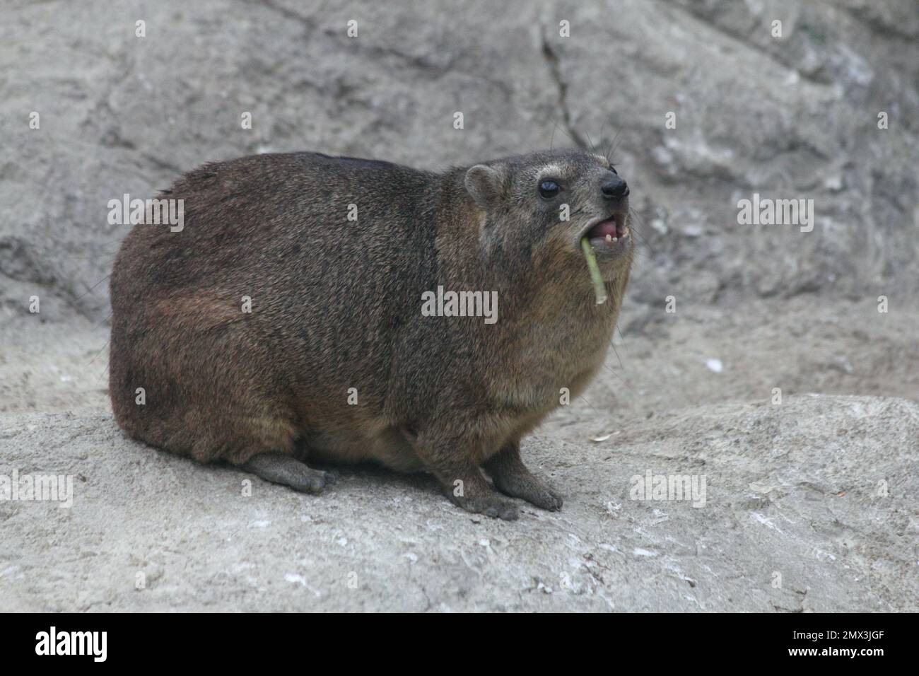 The rock hyrax (Procavia capensis), also called rock badger and Cape ...