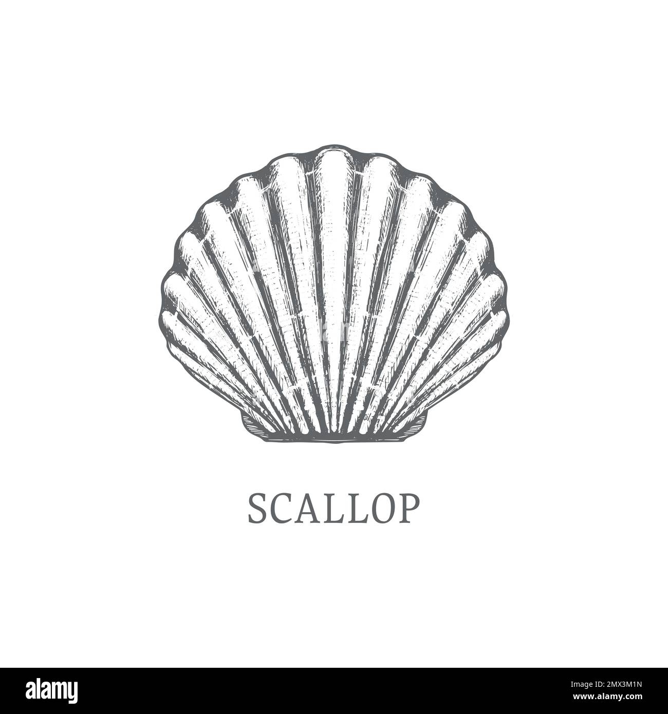 Scallop vector sketch. shell Stock Vector Image & Art - Alamy