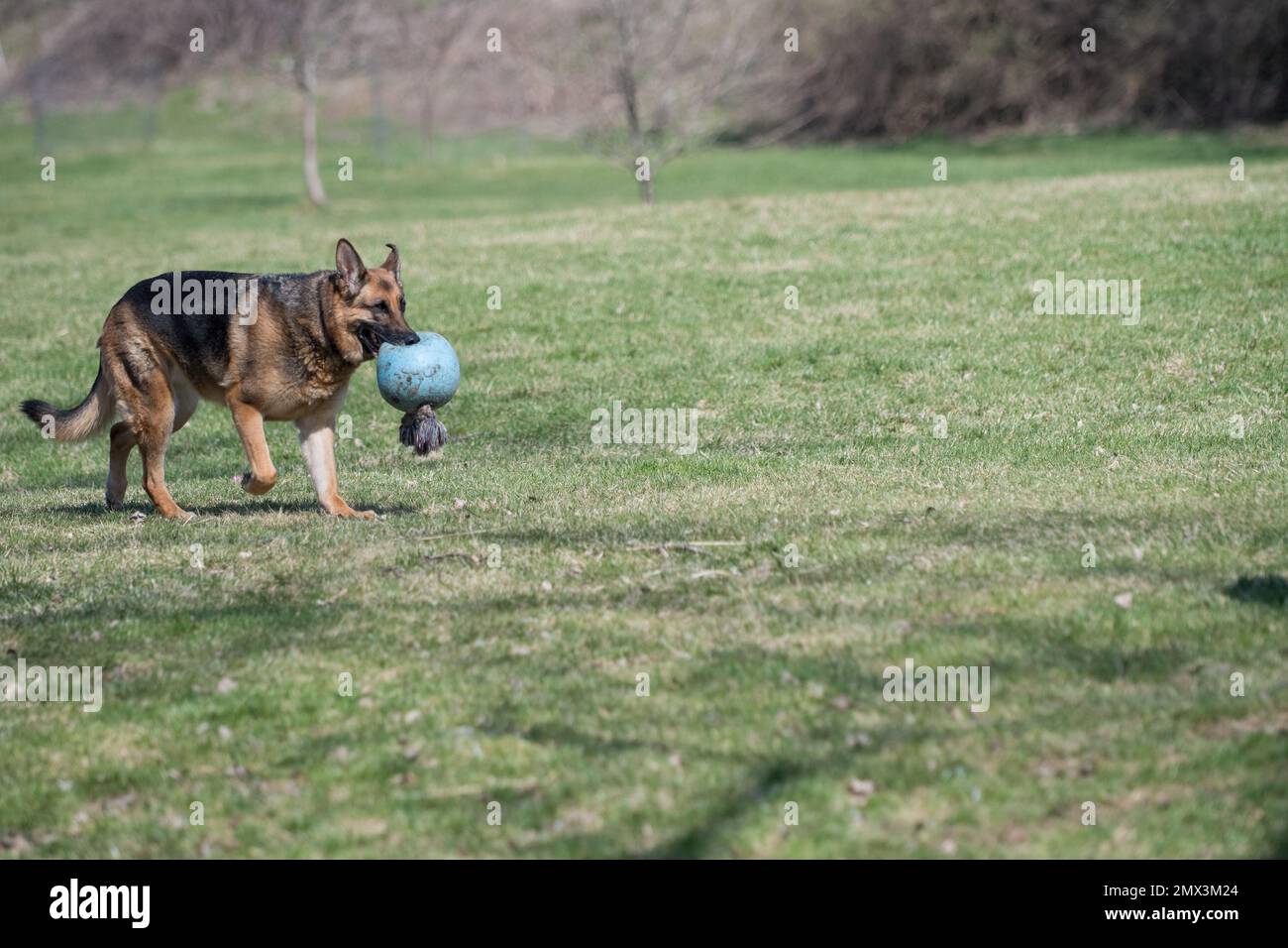 German shepherd with toy hi-res stock photography and images - Alamy