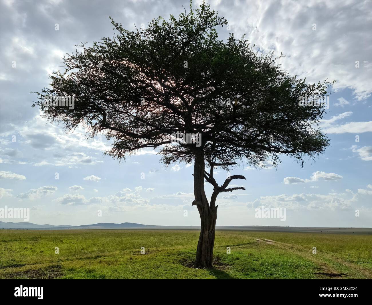 A lone tree in the typical savannah landscape in Kenya Stock Photo - Alamy