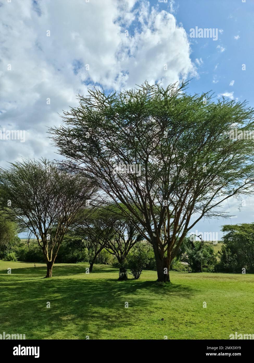 A lone tree in the typical savannah landscape in Kenya Stock Photo - Alamy