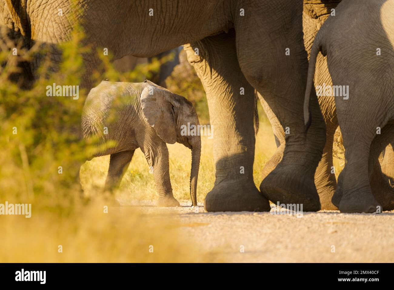 African elephant herd (Loxodonta africana) crossing salt pan from left ...