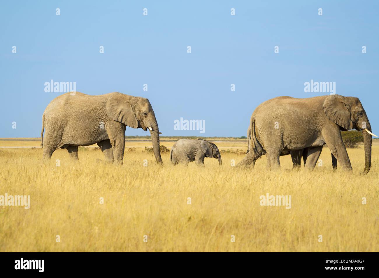African elephant herd (Loxodonta africana) crossing salt pan from left ...