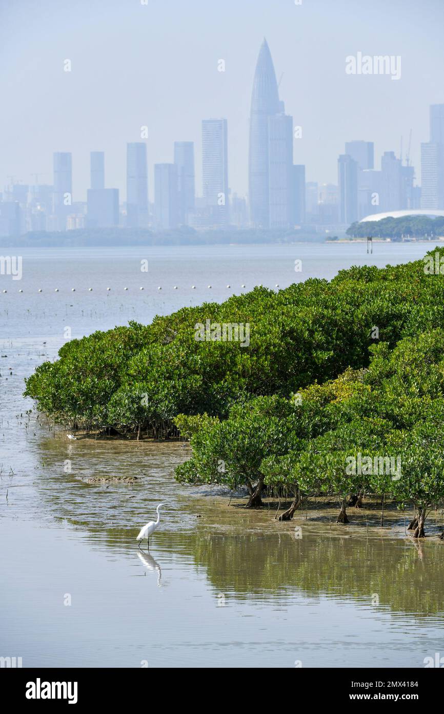 (230202) -- SHENZHEN, Feb. 2, 2023 (Xinhua) -- Birds are observed at a ...
