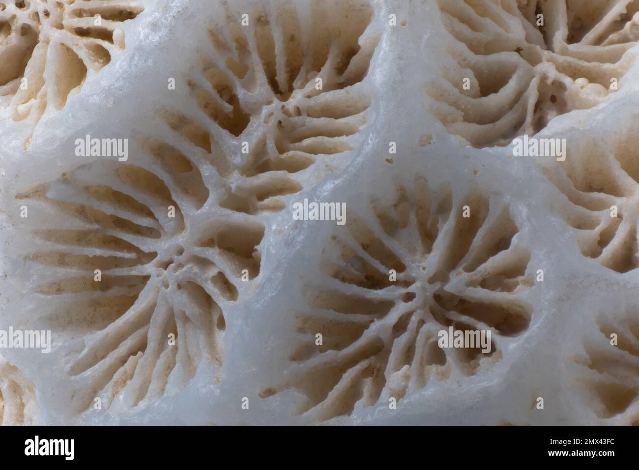 Macro image of a skeleton of a stony coral Stock Photo - Alamy