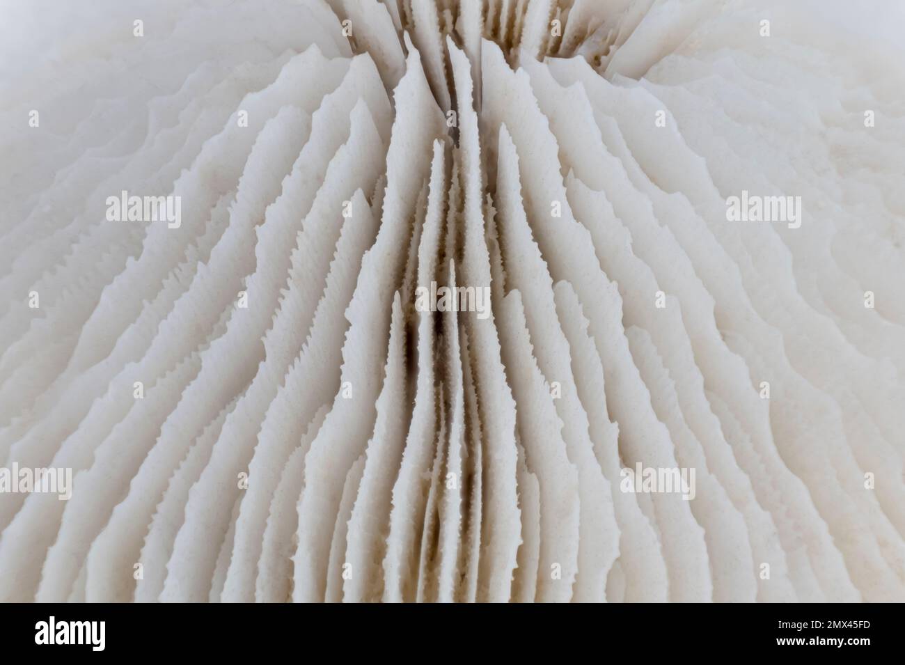 Macro image of a skeleton of a plate coral. Abstract background with ...