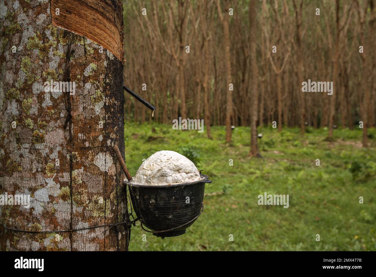 Cup full of white latex, rubber tapping in the plantation. Ko Lanta ...