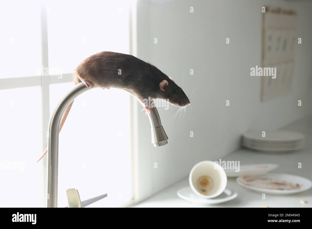 Messy kitchen counter hi-res stock photography and images - Alamy