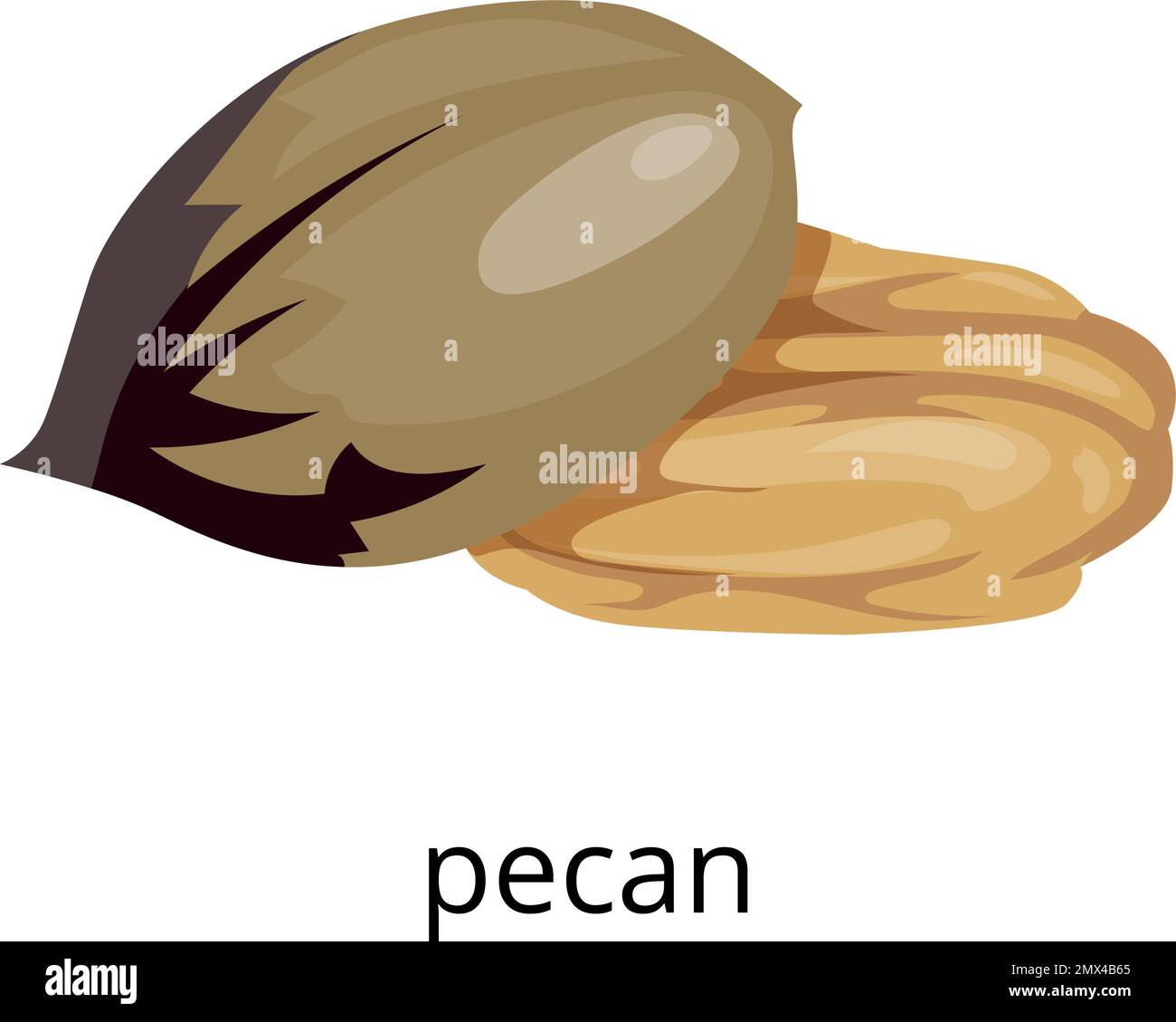 Pecan and shell Stock Vector Images - Alamy