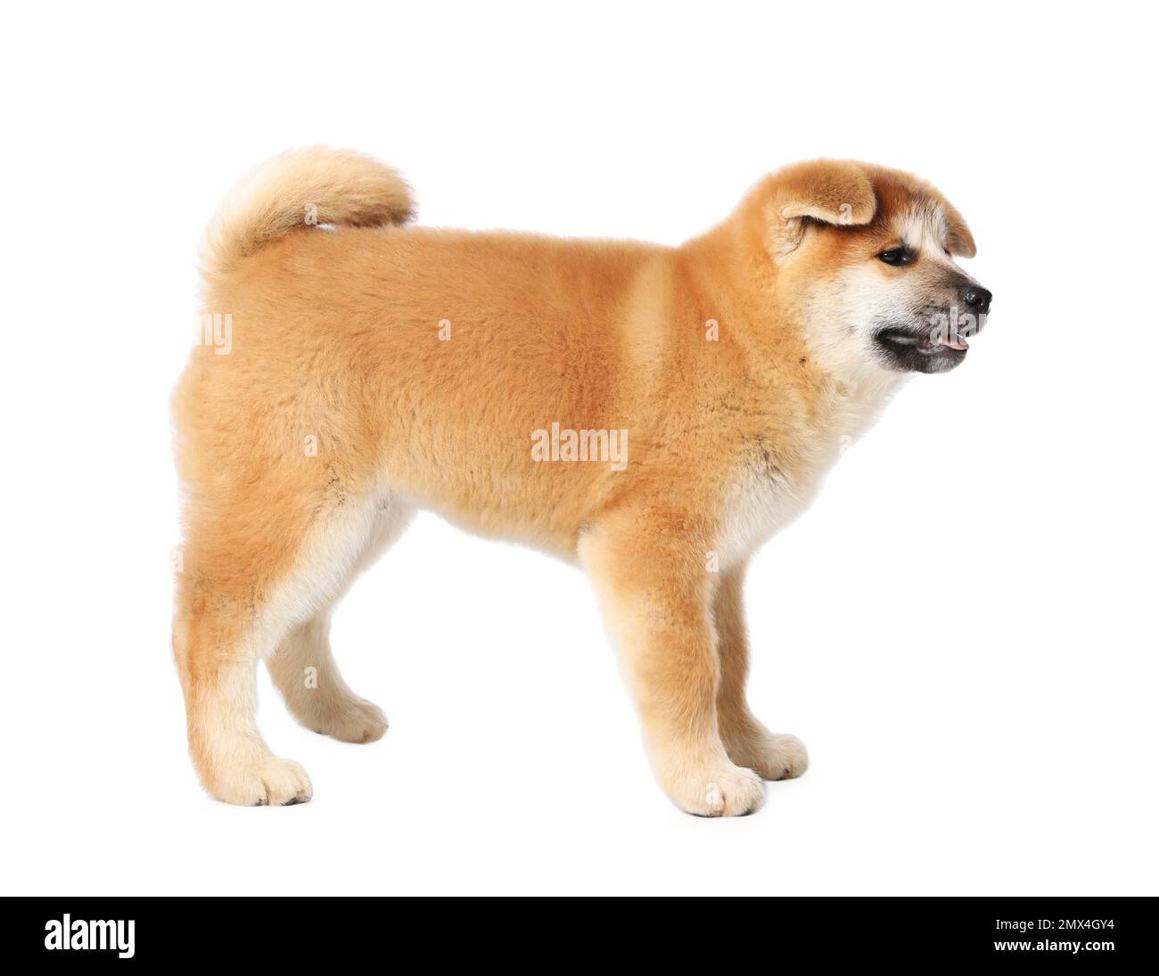 Cute Akita Inu puppy on white background. Baby animal Stock Photo - Alamy