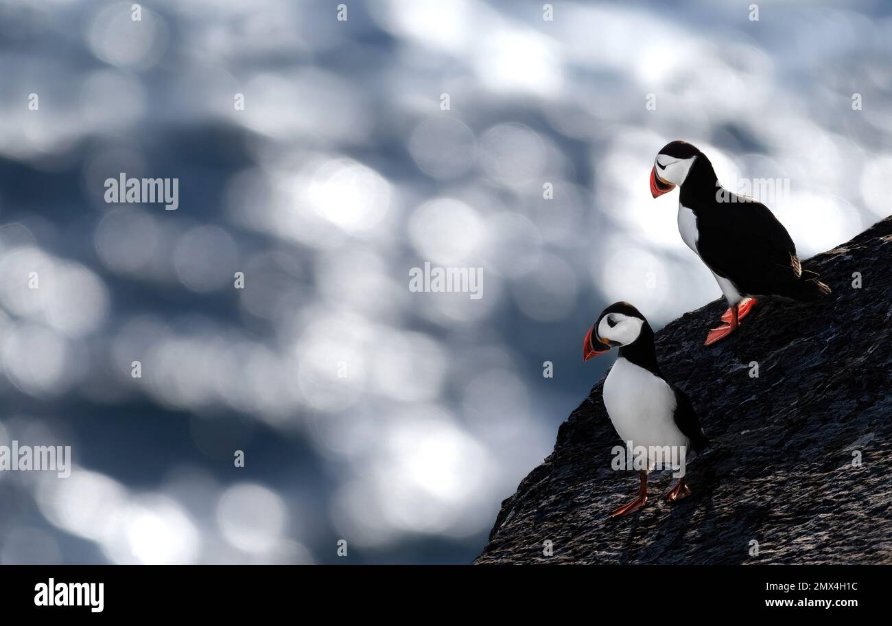 Two puffins on the cliffs at the sea, bokeh, cool colours, copy space ...