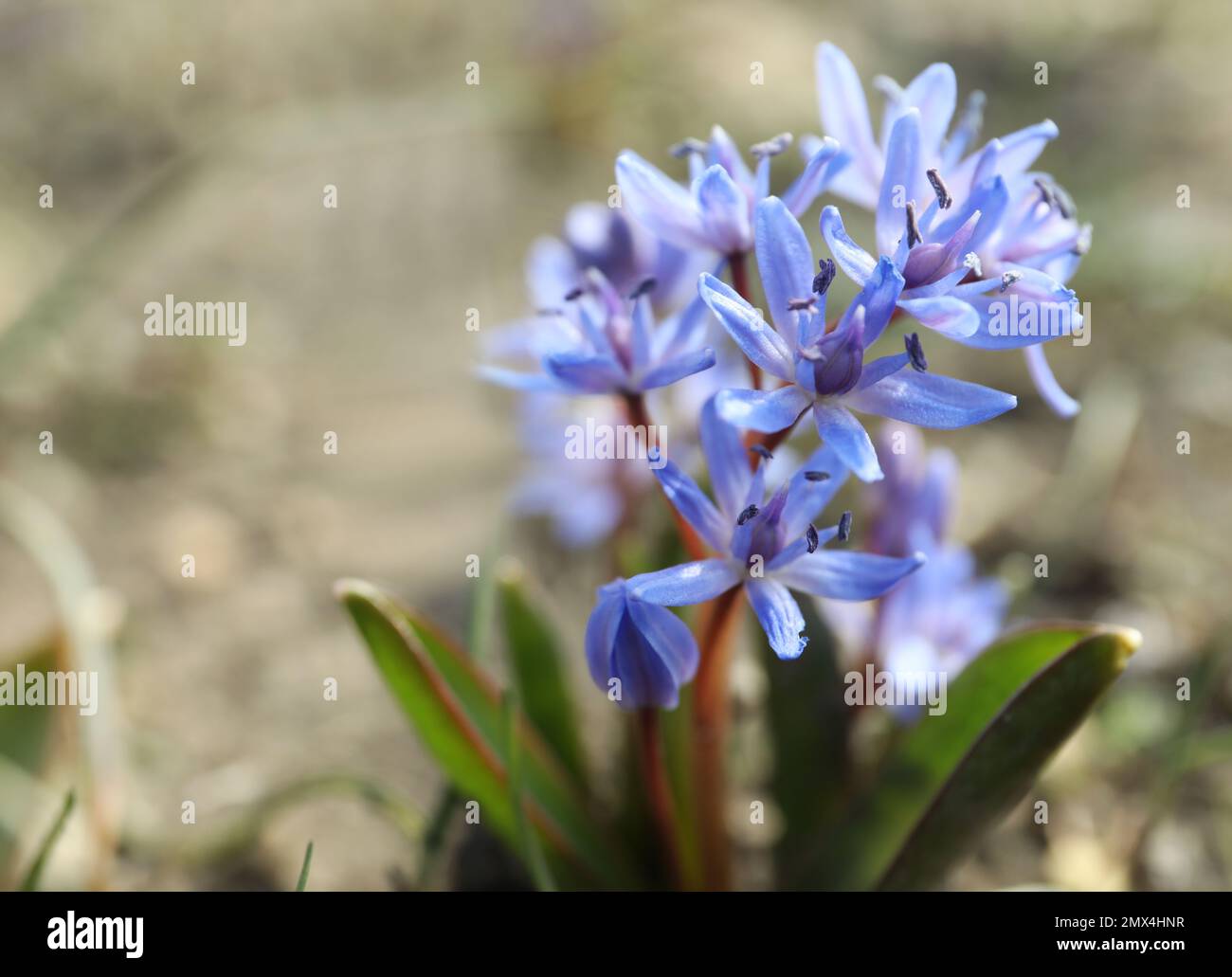 Beautiful lilac alpine squill flowers in garden Stock Photo - Alamy