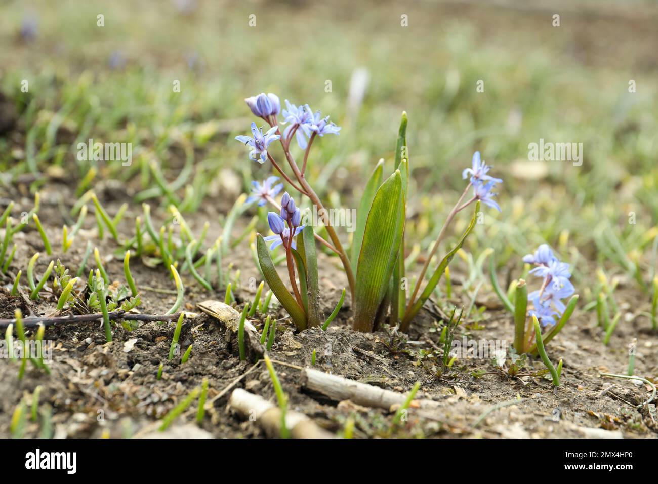 Beautiful lilac alpine squill hi-res stock photography and images - Alamy