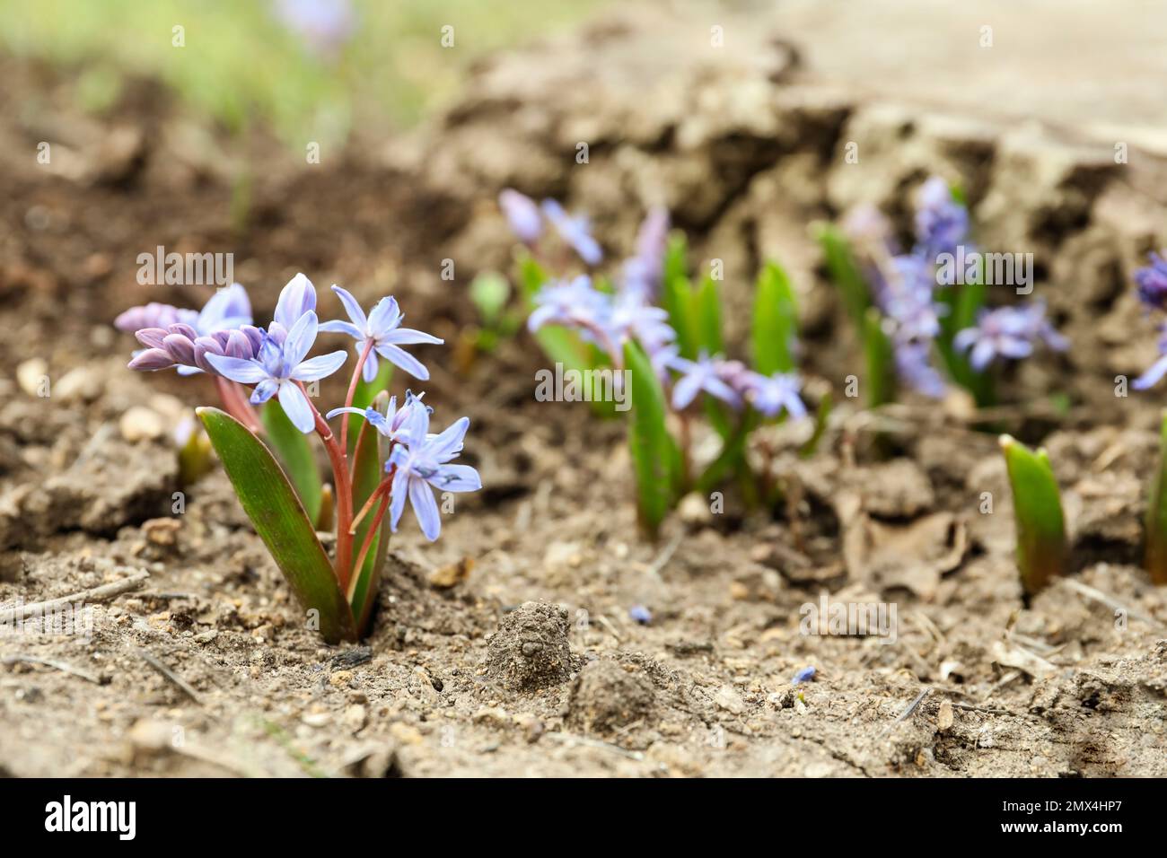 Beautiful lilac alpine squill hi-res stock photography and images - Alamy