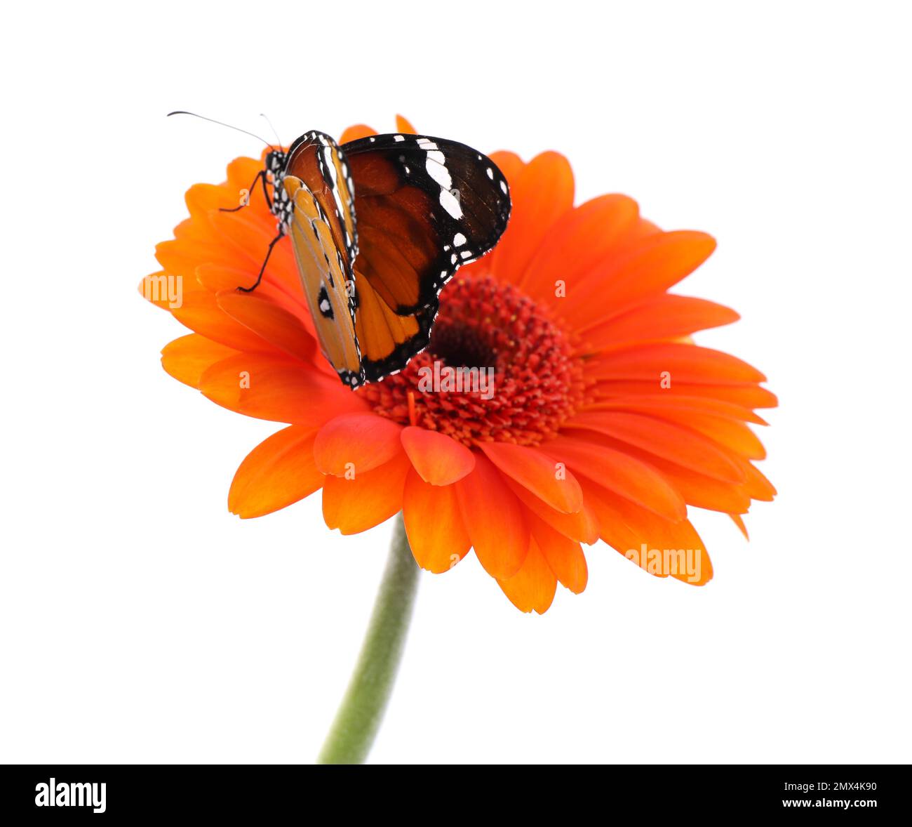Vanessa cardui painted lady butterfly Cut Out Stock Images & Pictures ...