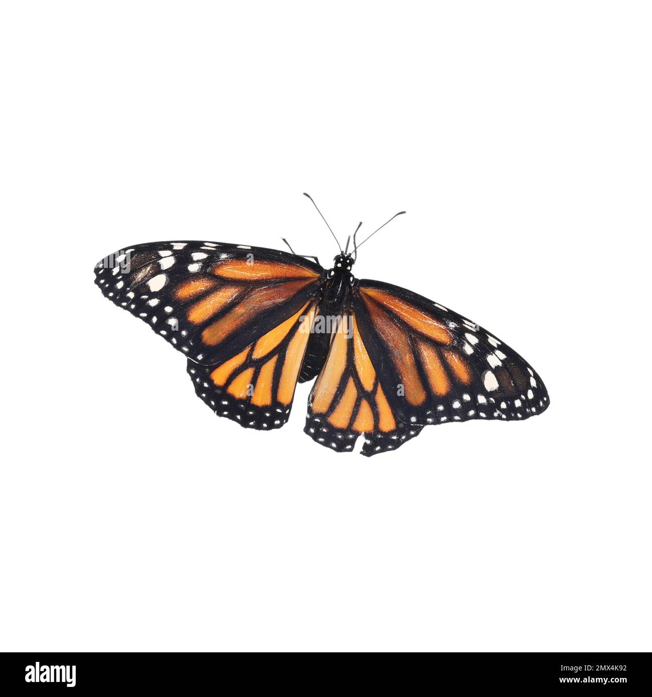 Beautiful fragile monarch butterfly isolated on white Stock Photo - Alamy