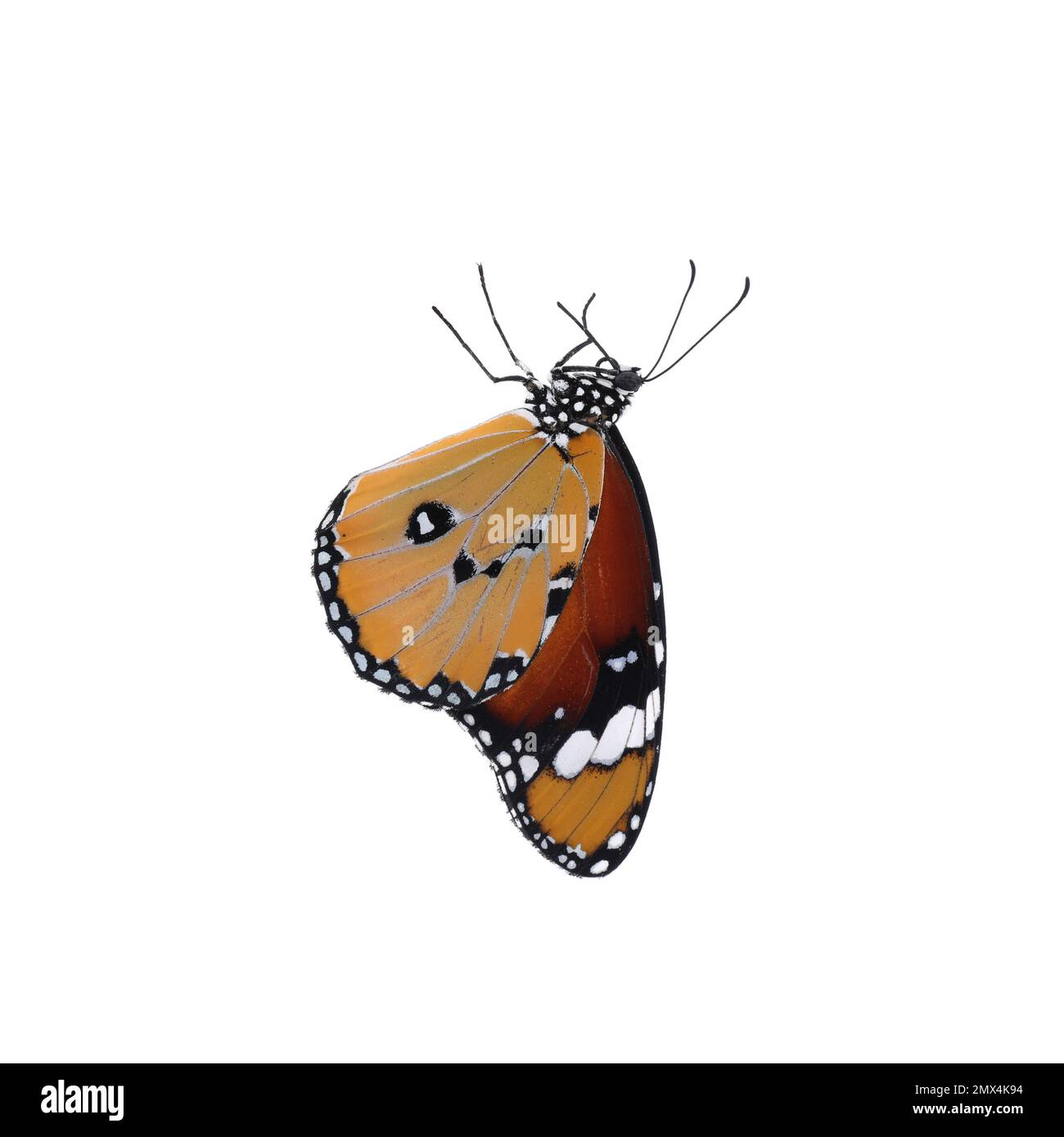 Vanessa cardui painted lady butterfly Cut Out Stock Images & Pictures ...