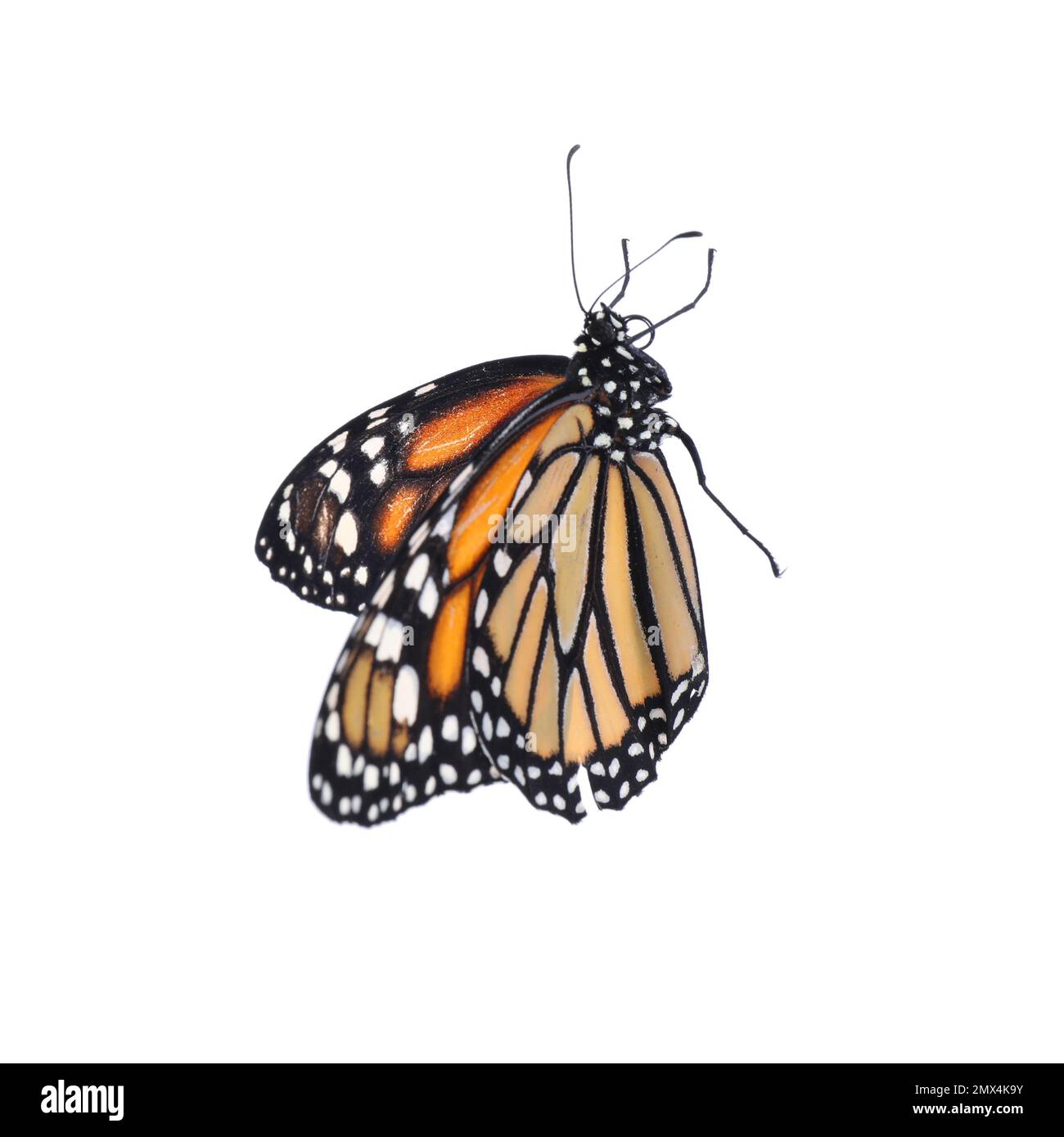 Beautiful fragile monarch butterfly isolated on white Stock Photo - Alamy