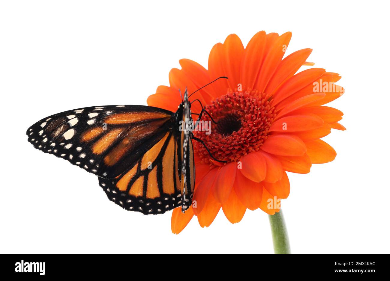 Flower with beautiful monarch butterfly isolated on white Stock Photo ...
