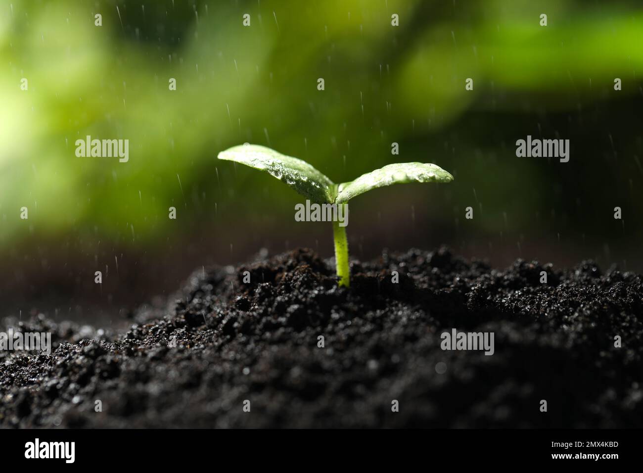 Young seedling in fertile soil under rain Stock Photo - Alamy