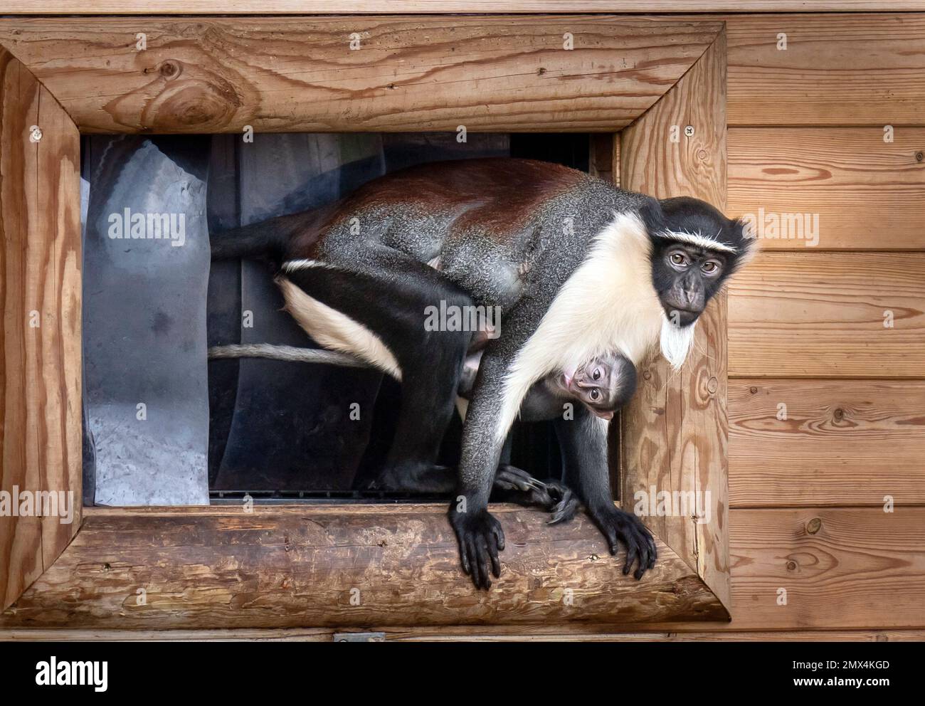 A newborn Roloway monkey with its mother Kayla at the Yorkshire ...