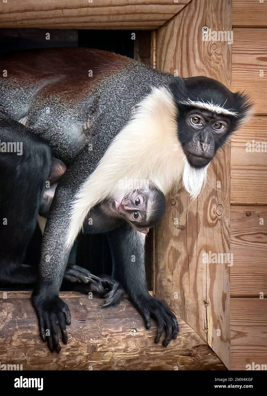 Kayla baby hi-res stock photography and images - Alamy